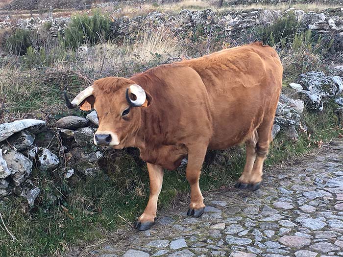Descubra a famosa carne de Raça Bovina Arouquesa Onde comer?